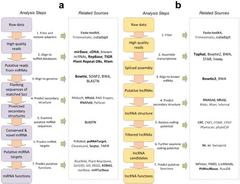 the general bioinformatics analysis processes of mirnas and lncrnas download scientific