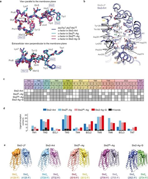 Ligand Structures And The Orthosteric Binding Pocket A Superposition Download Scientific