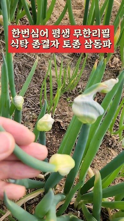 한번 심어 평생 먹는 토종 대파종자기능사 추천작물 Youtube