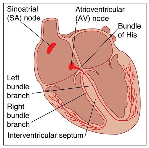 Atrioventricular Bundle