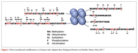 Post Translational Histone Modification Examples Of Crosstalk Between Post Translational