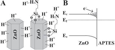 A The Schematic Diagram Shows Zno Surface Sites To Download Scientific Diagram