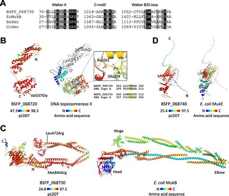 Amino Acid Sequence Comparison And Structural Model Of Download