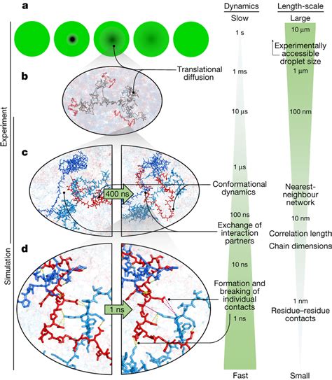 The Complex Hierarchy Of Length And Timescales In Phase Separated Download Scientific Diagram