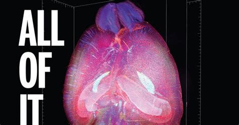 [표지로 읽는 과학] 쥐의 뇌에선 무슨 일이…고해상도 3차원 이미징화