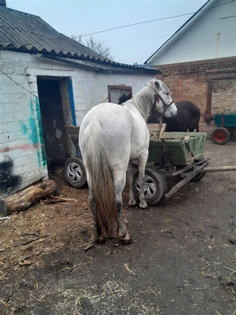 Продам молодых кобил былы 6 рокыв чёрный 8 рокыв 26 000 грн Сільгосп тварини Первомайське на Olx
