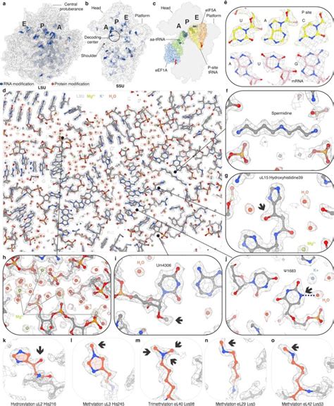 Mrna Decoding In Human Is Kinetically And Structurally Distinct From Bacteria Pmc