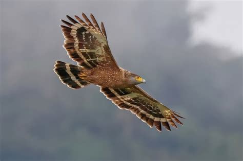 Six Majestic Small Eagles Small But Mighty With Pictures Avibirds