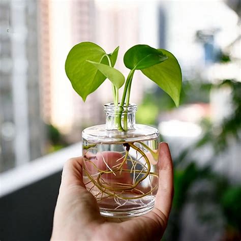 گیاهان زینتی در آب ویاره اینا خاکه ببینن بالا میارن بهتر چیه هزارتا