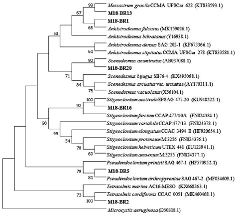The Phylogenetic Tree Of Six Selected Epilithic Microalgae Isolates Download Scientific Diagram