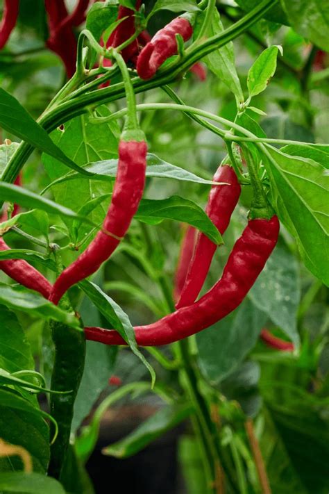 Jonathan Nardone On Linkedin How To Grow Peppers This Summer The Real Gardener