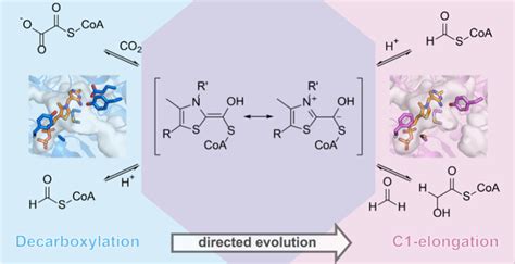 Acs Catalysis—设计开发用于合成一碳代谢的高效碳连接酶 知乎