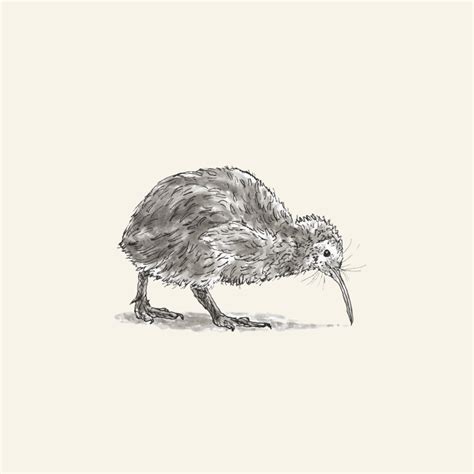 Kiwi Bird Drawing