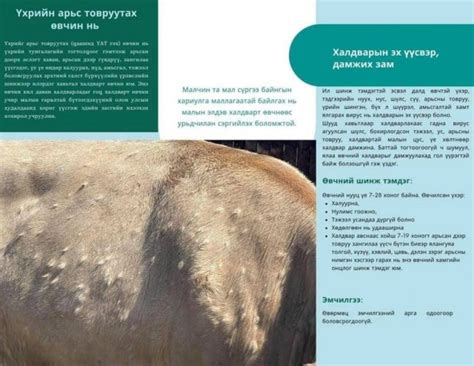 Гоц халдварт Үхрийн арьс товруутах өвчин” 3 аймагт гарчээ News Mn