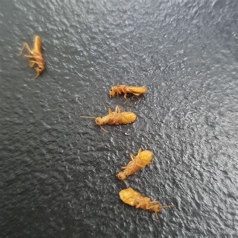 What Are These R Whatsthisbug