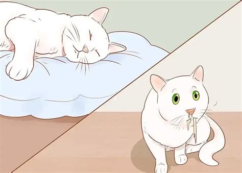 如何判断一只猫是否生病 鲸优导航