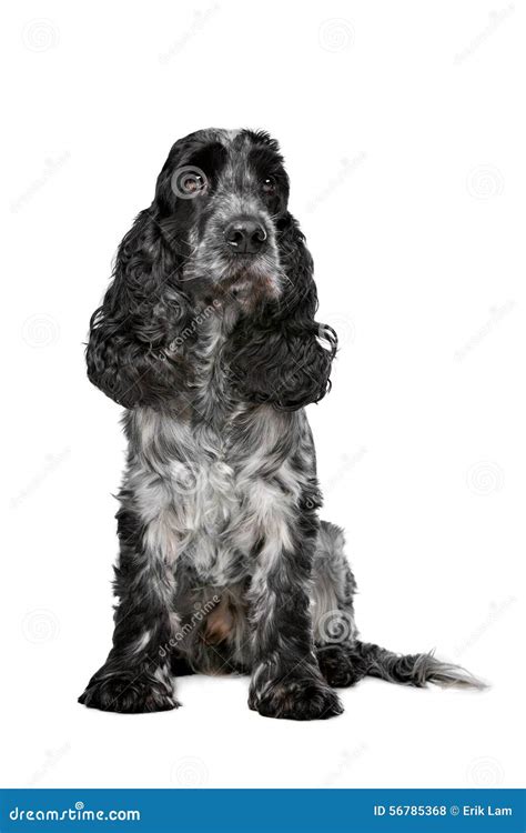 Roano Blu Scuro Cocker Spaniel Fotografia Stock Immagine Di Spaniel