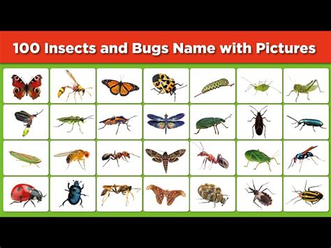 Insects And Bugs With Names Page 8 Insect Names Images Free