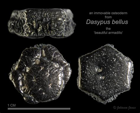 Dasypus Belluspng Member Collections The Fossil Forum