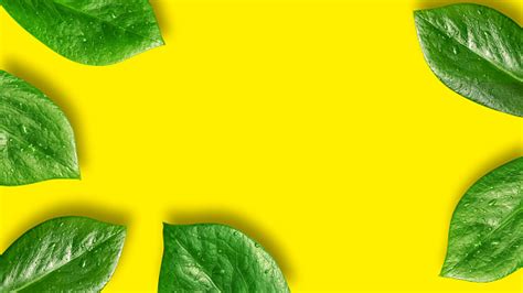 크리에이 티브 디자인 레이아웃 파스텔 노란색 배경에 나뭇잎 최소한의 여름 개념입니다 나뭇잎 플랫 하다 복사 공간 잎에 대한 스톡 사진 및 기타 이미지 Istock