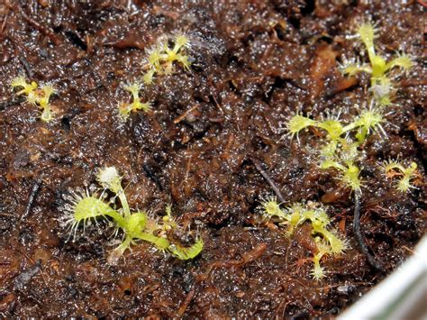 Drosera Capensis Alba