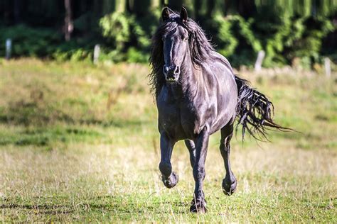 Tierfotografie Panousi Fotografie