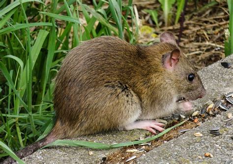 Species Of Rats 64 Rat Species Goodnature Canada