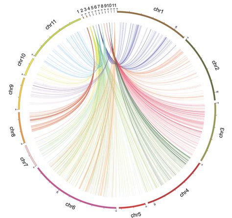 Figure 1 From A High Density Genetic Map Derived From Rad Sequencing
