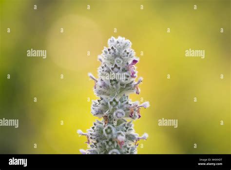 Catnip Buds Isolated With Out Of Focus Background Nepeta Faassenii