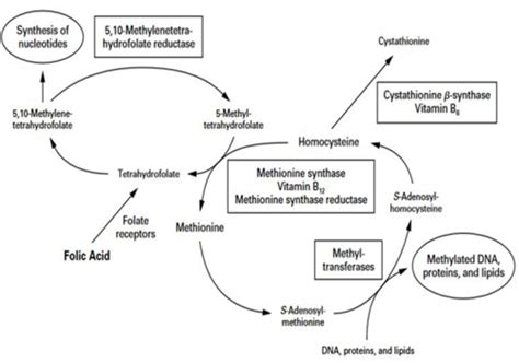 Bio 326 Ch 6 Extranuclear Inheritance Imprinting Maternal Effect