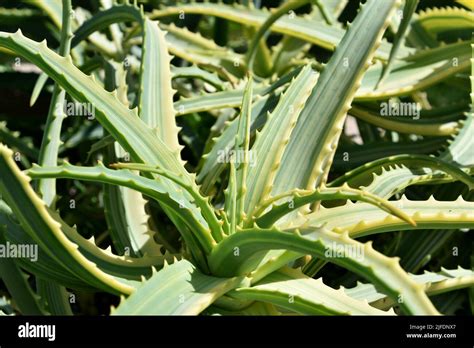 Cultivated Spidering Aloe Vera Plant With Varigated Leaves In A Garden