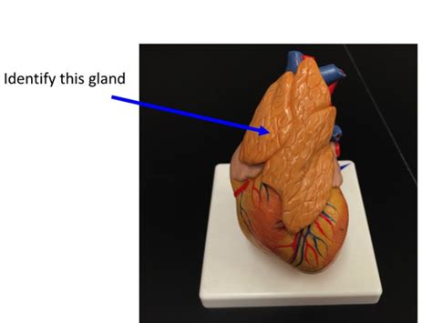 A P II Lab Practical 1 Flashcards Quizlet