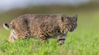 U S States Where You Re Most Likely To Run Into A Bobcat And How To Protect Yourself