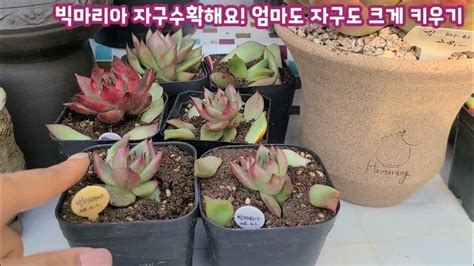 식재한지 2년만에 자구를 이렇게 많이 달아준 빅마리아 자구 수확하는 날입니다~ Youtube