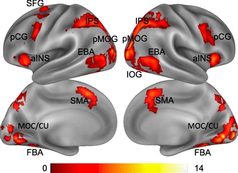 Regions Involved In Mental Rotation Of Body Parts Regions Showing Download Scientific Diagram
