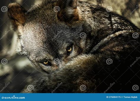 Gray Wolf Canis Lupus Looking At The Camera Closeup Portrait Stock Image Image Of Dangerous