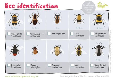 Bee Identification Sheet