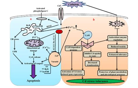 Hypothetical Model For Cadmium Induced Cellular Apoptosis And Download Scientific Diagram