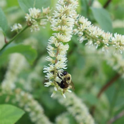 Meet Fizzy Mizzy™ Sweetspire The 2024 Shrub Of The Year