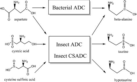 Catalytic Ability Of Adc Adc Like Enzymes Liu Et Al 2013 Download Scientific Diagram