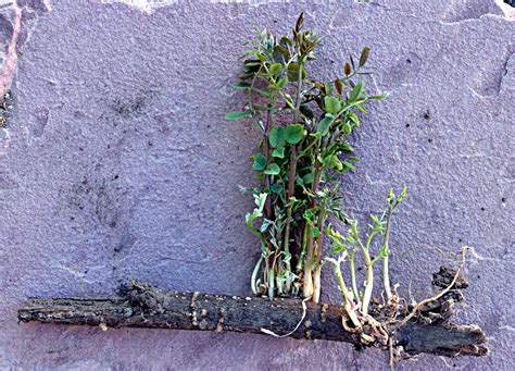 Lazy Gardening Killing Trees That Sprout From The Roots