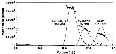 Molecular Characterization Of Rab11 Interactions With Members Of The
