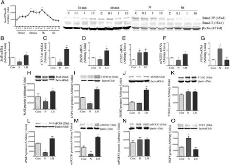 Nodal Signaling Pathway Activation In Mid Cl Cells And Modulation Of P