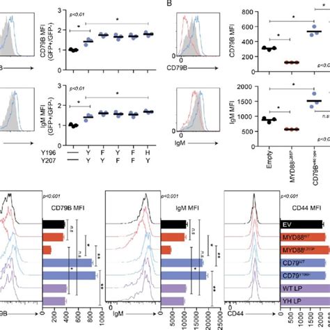 Cd79b Itam Mutations Do Not Drive B Cell Proliferation Or Nf κb