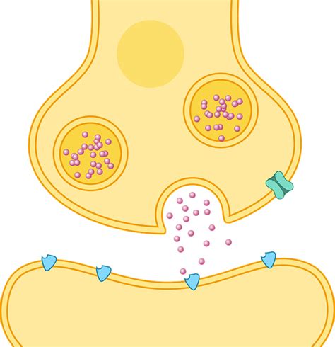 Download Neurons Brain Cell Royalty Free Vector Graphic Pixabay