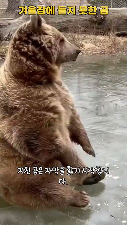 겨울잠에 들지 못한 곰 곰 겨울잠 Youtube