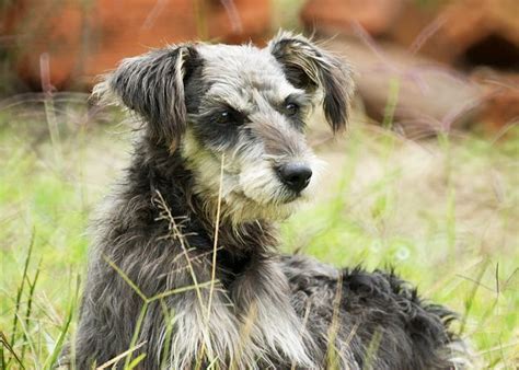 What Is The Calmest Hypoallergenic Dog At Troy Jenkins Blog