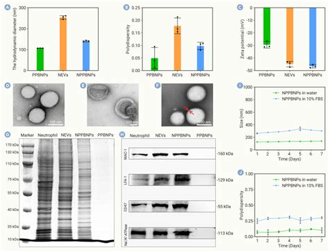 A Polymerized Probucol Nanoformulation With Neutrophil Extracellular Vesicle Camouflage For