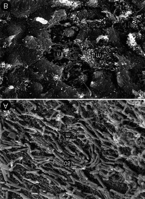 A B Scanning Electron Micrographs Of Peeled Rpe Surfaces From 12 Week