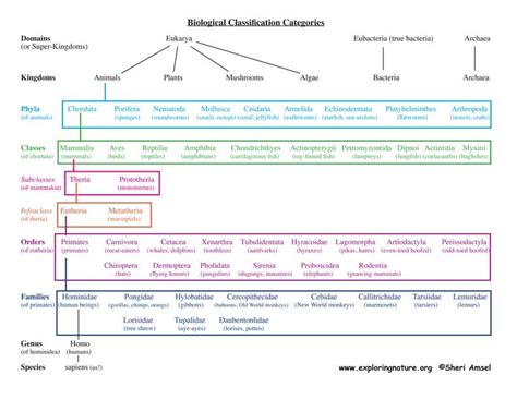 Taxonomy Classification Chart